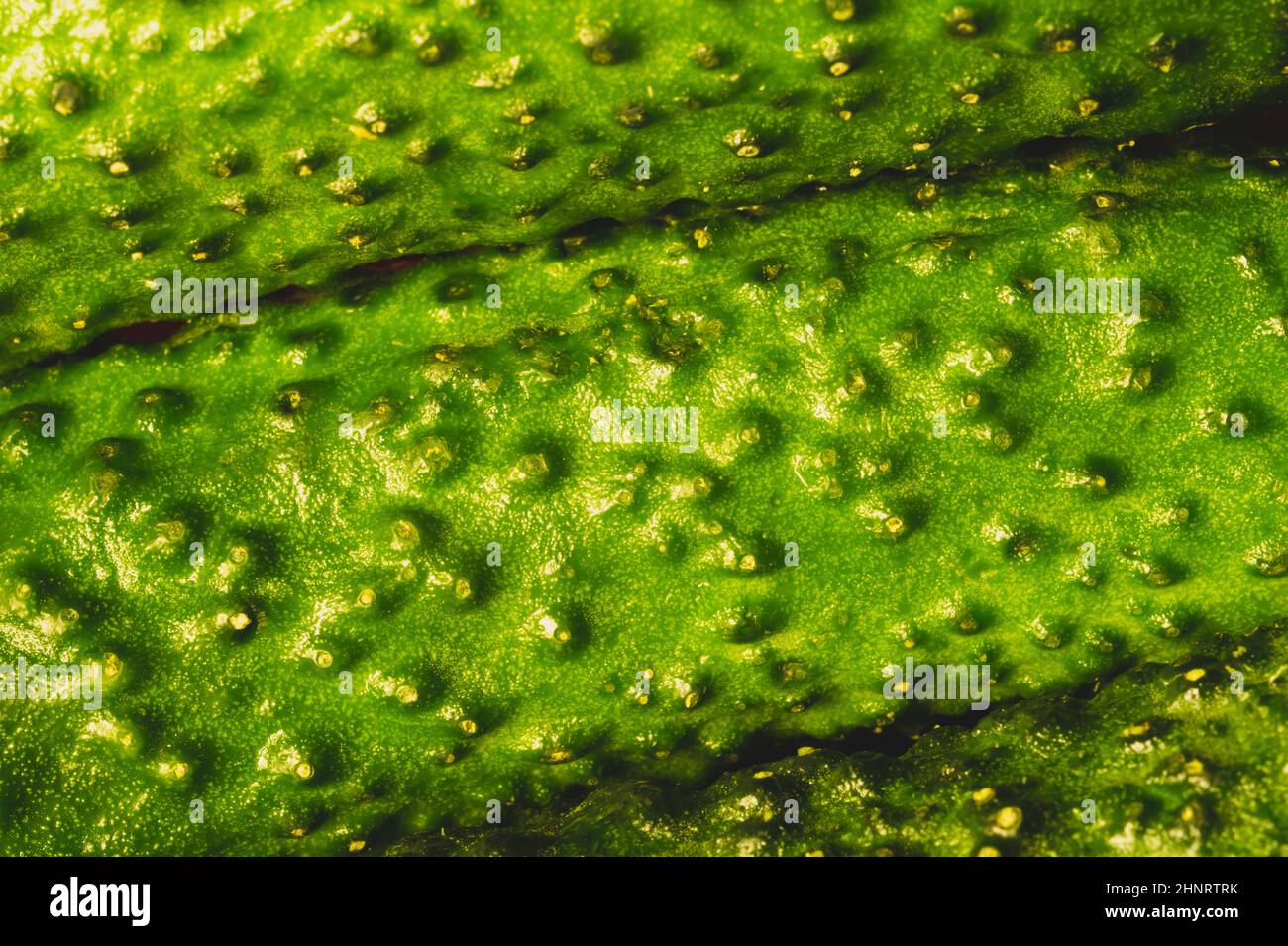 Cucumber texture close up. fresh vegetables Stock Photo - Alamy