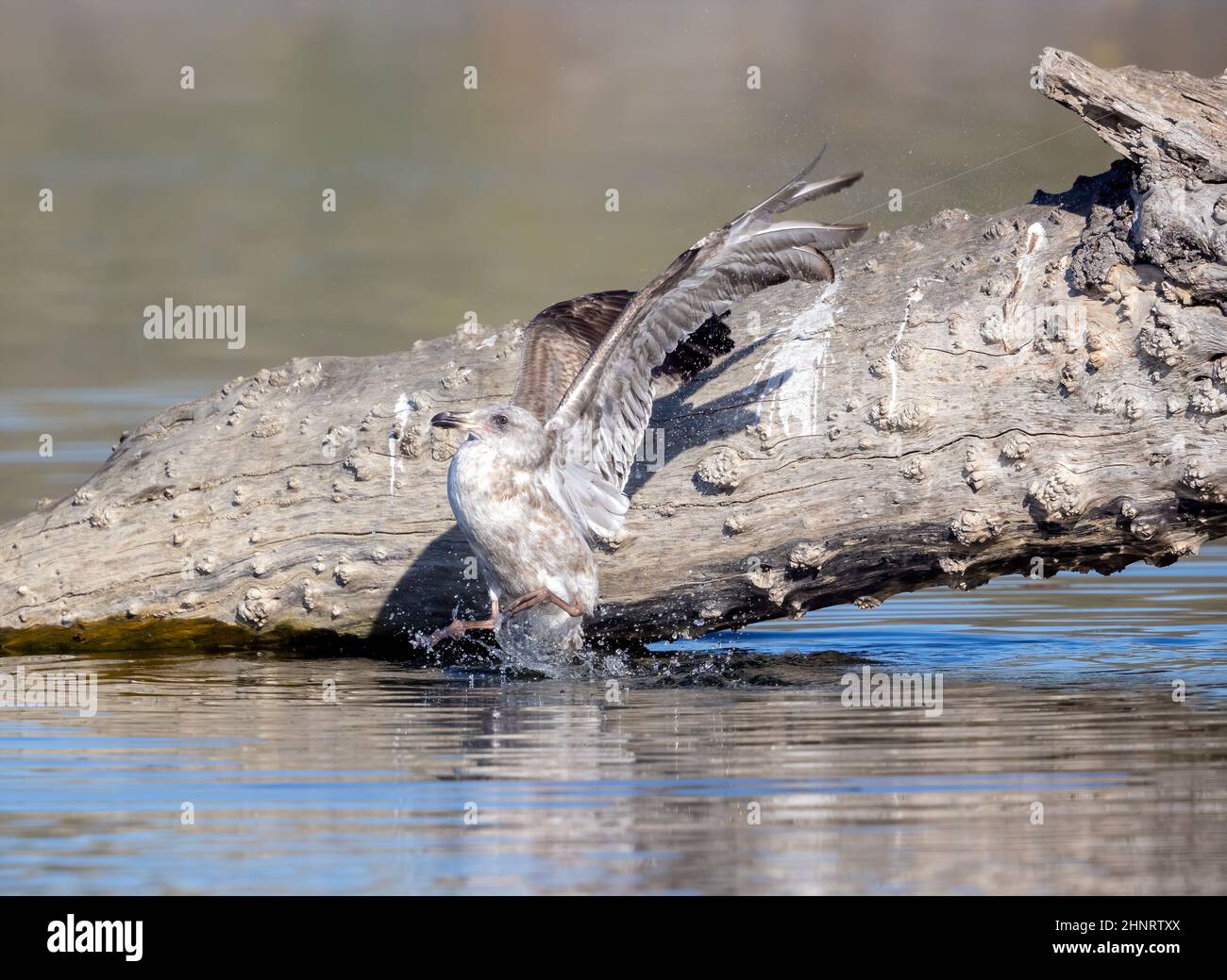 Entangled line hi-res stock photography and images - Alamy