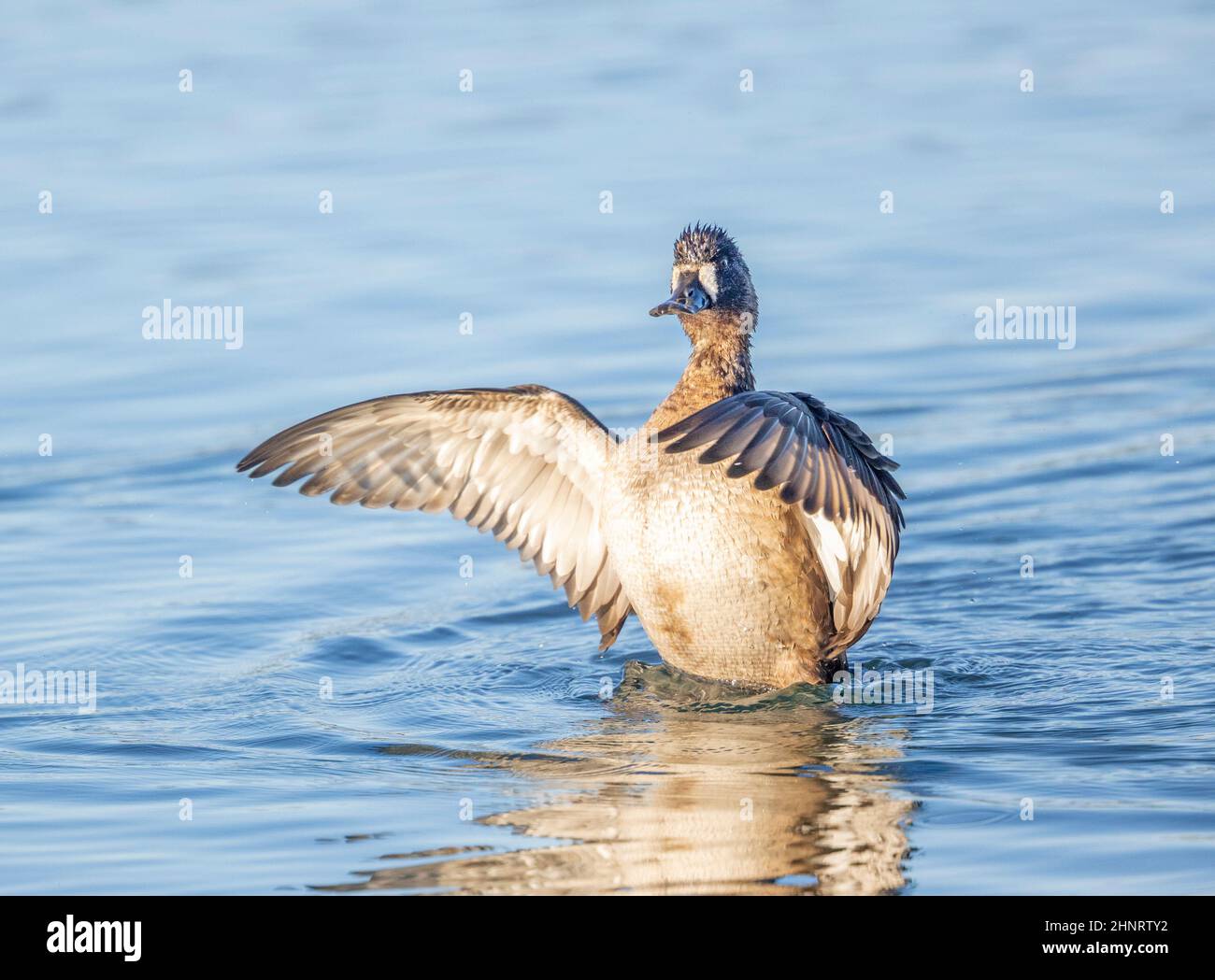 Lesser Scaup Female Flapping Wings Stock Photo - Alamy