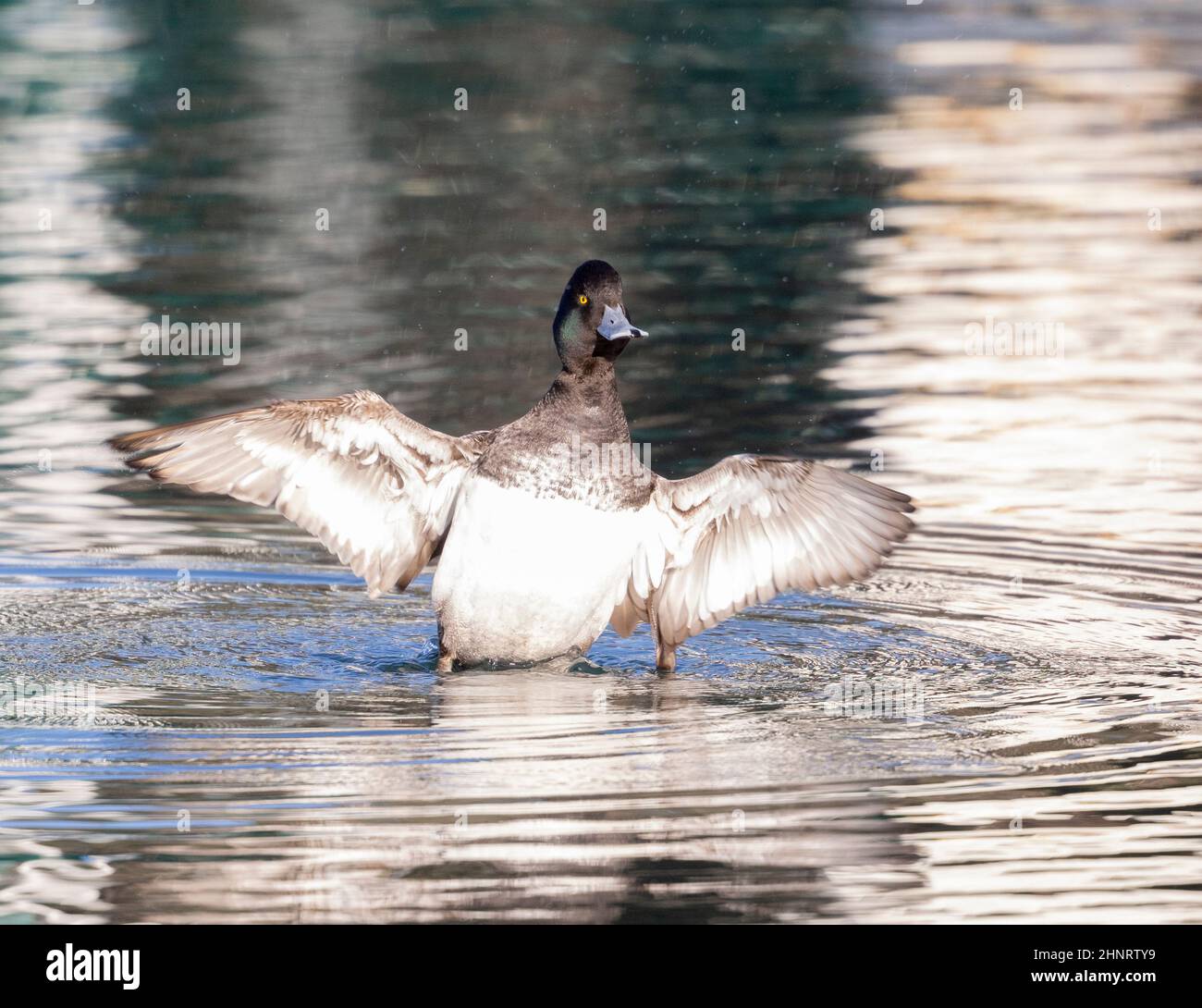 Lesser Scaup Male Flapping Wings Stock Photo - Alamy