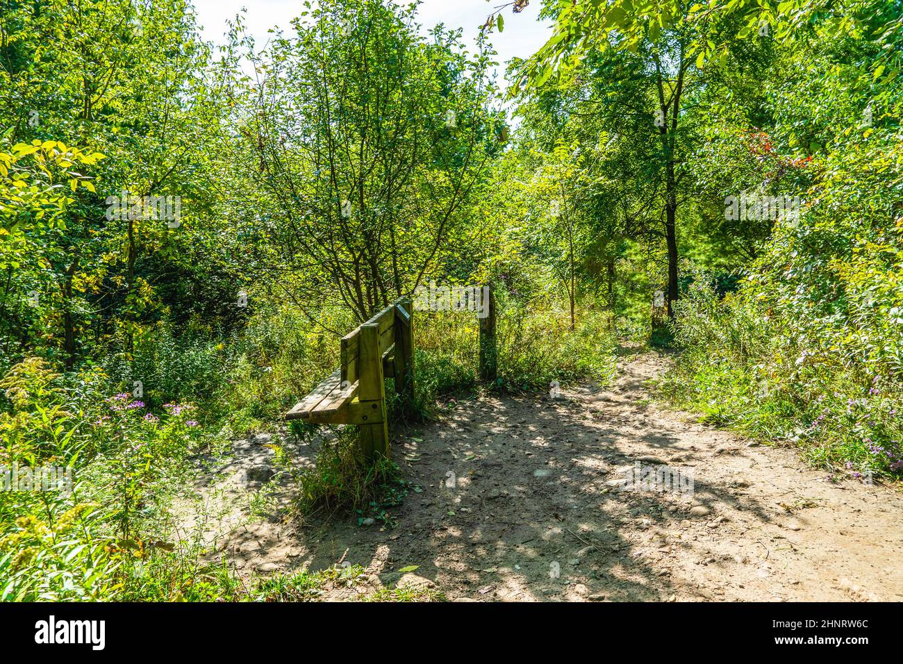 A forest bench made of sturdy wood stands dug into the ground in the ...