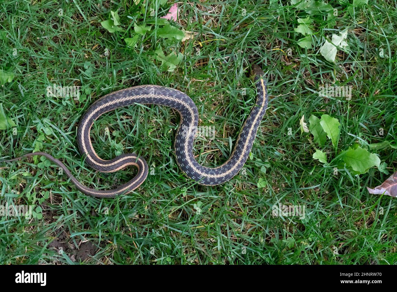 Canadian Snake with a beautiful color crawling on green grass Stock ...