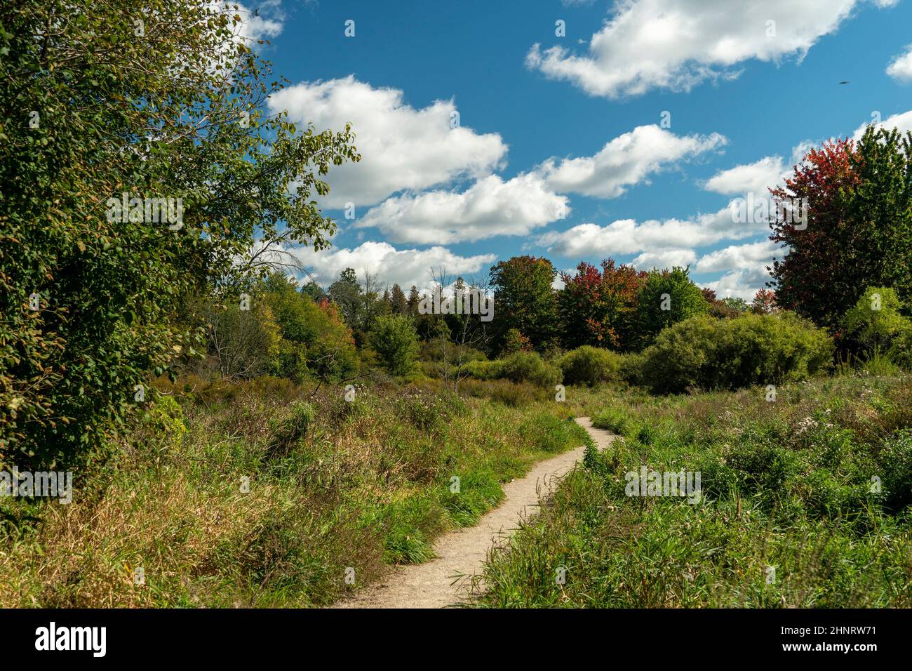 A path under a blue sky with white clouds leading through a wild field ...