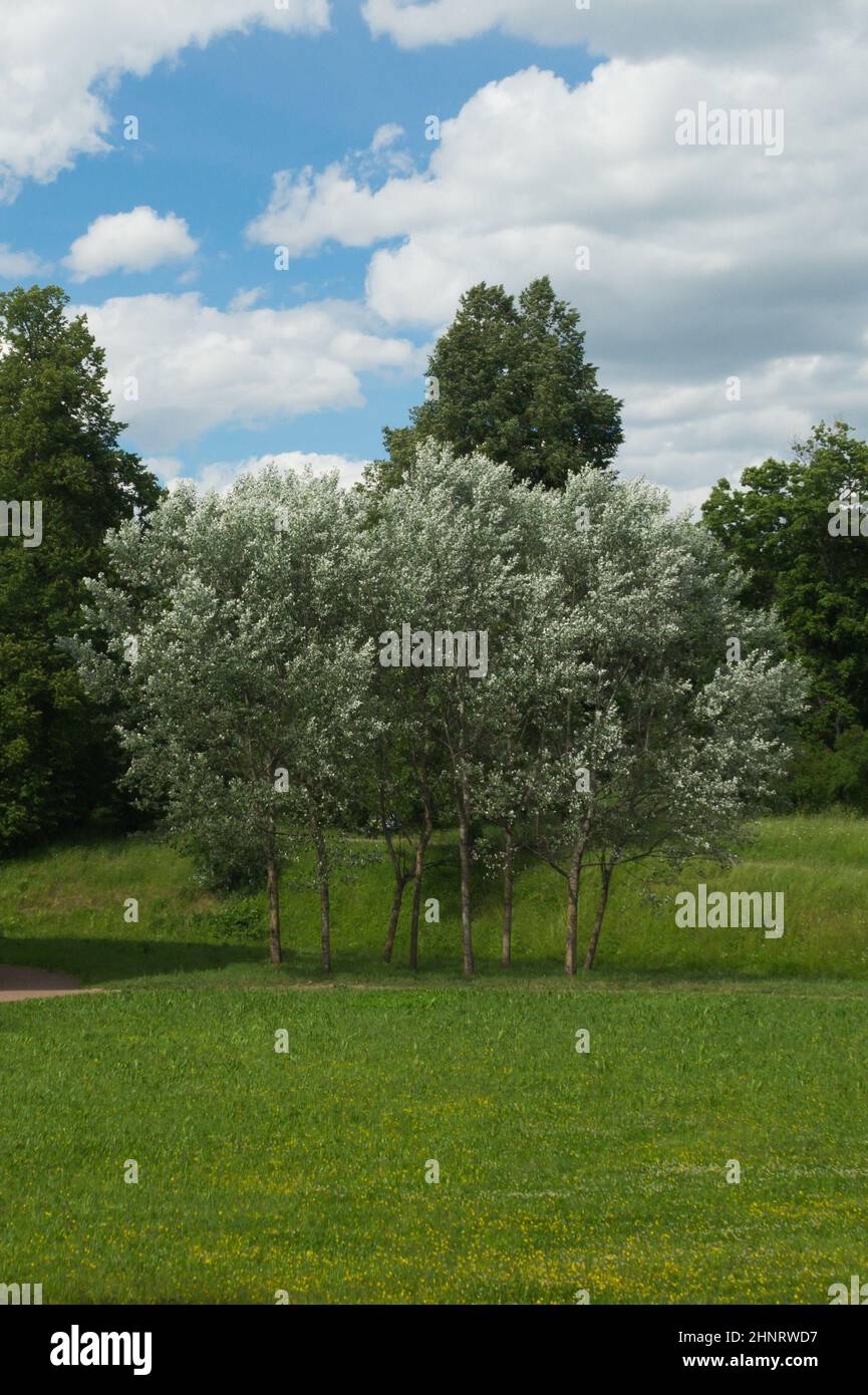 Small tree in the meadow with forest nature background Stock Photo - Alamy