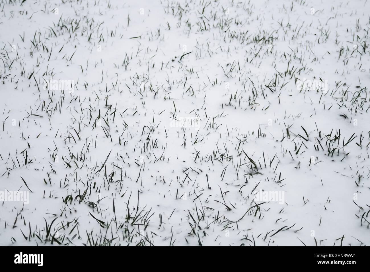 Green grass under the snow. lawn covered with snow background. snow and ...