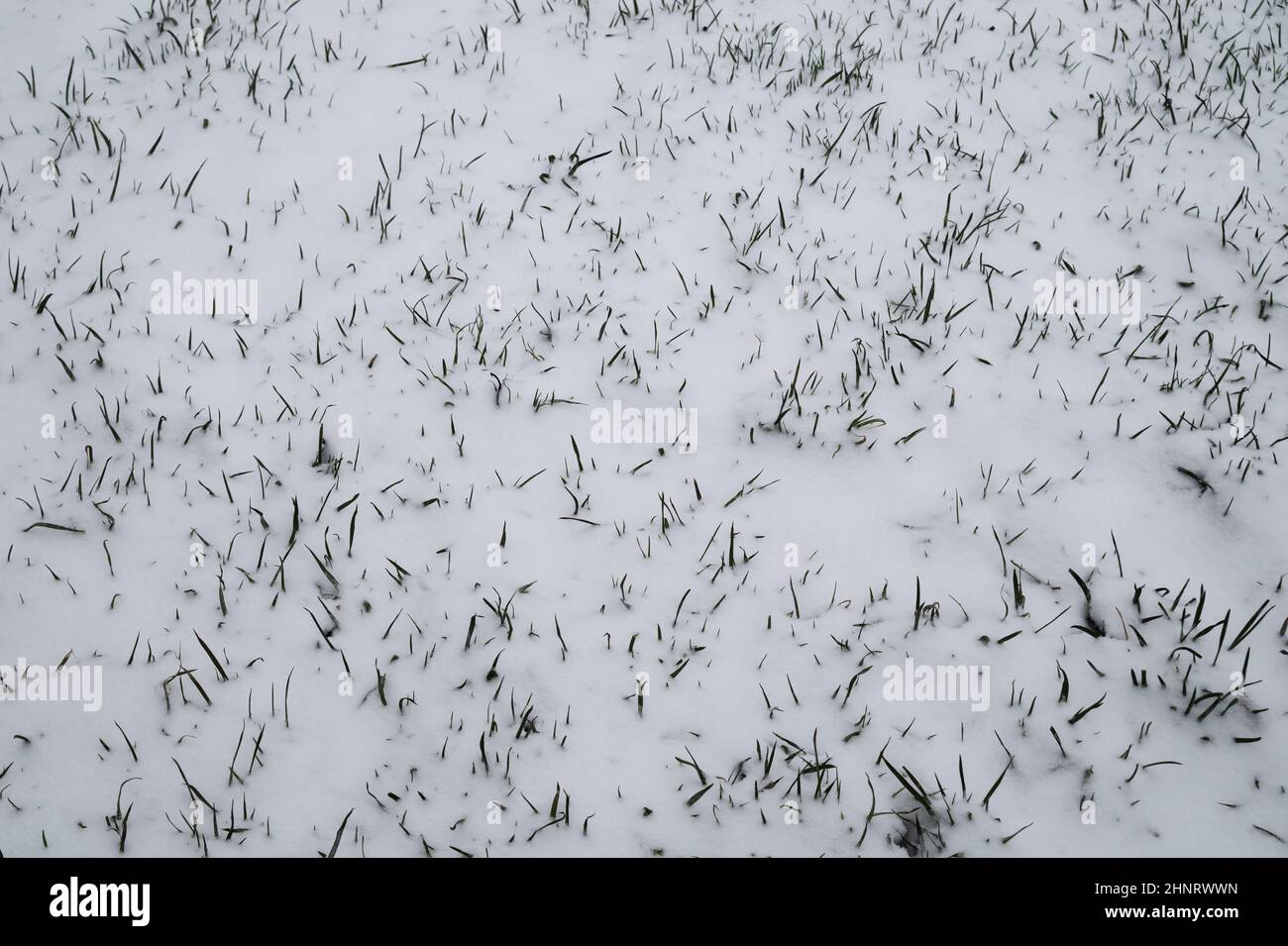 Green grass under the snow. lawn covered with snow background. snow and ...