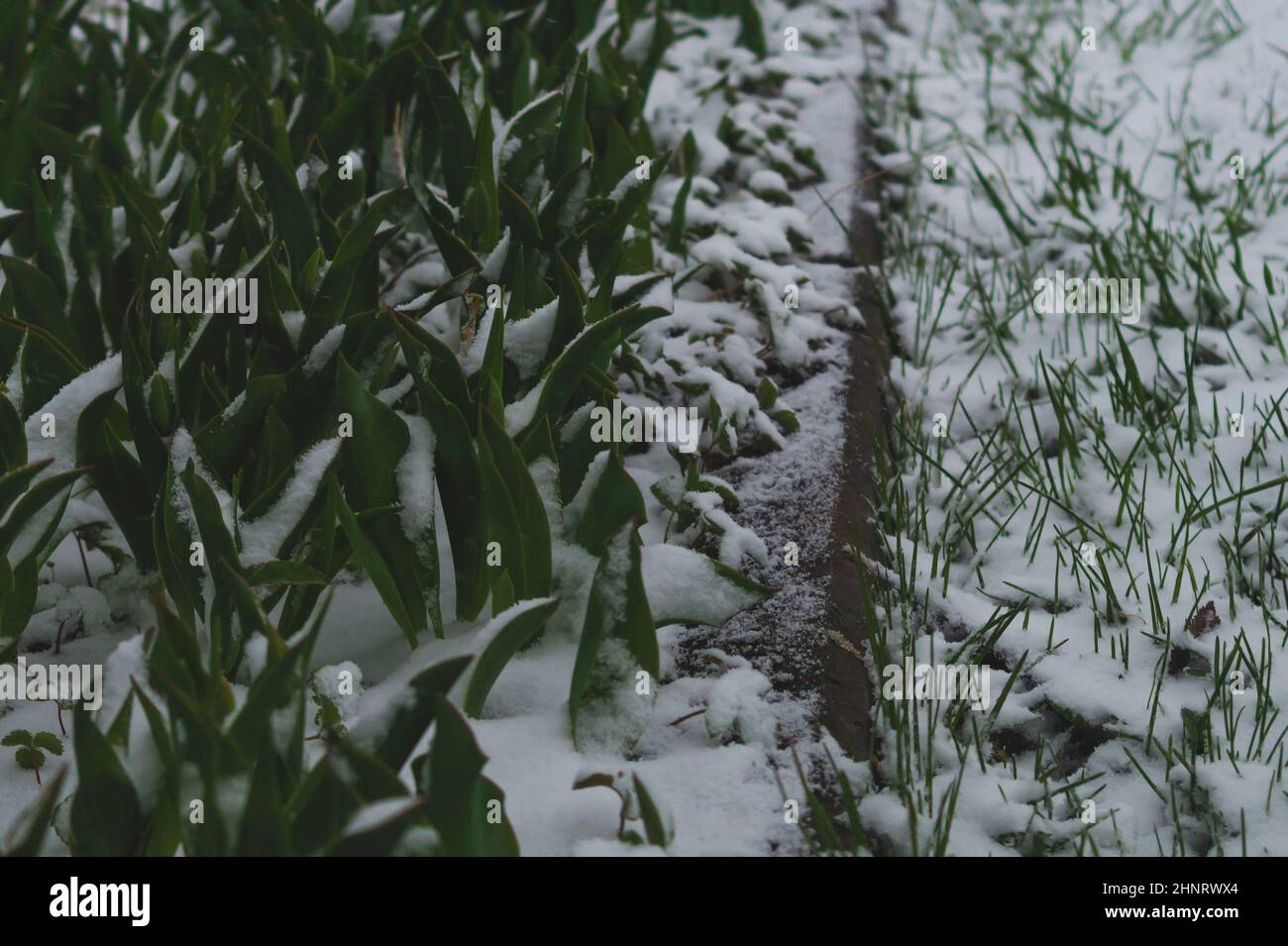 Green grass under the snow. grass covered with snow background Stock ...