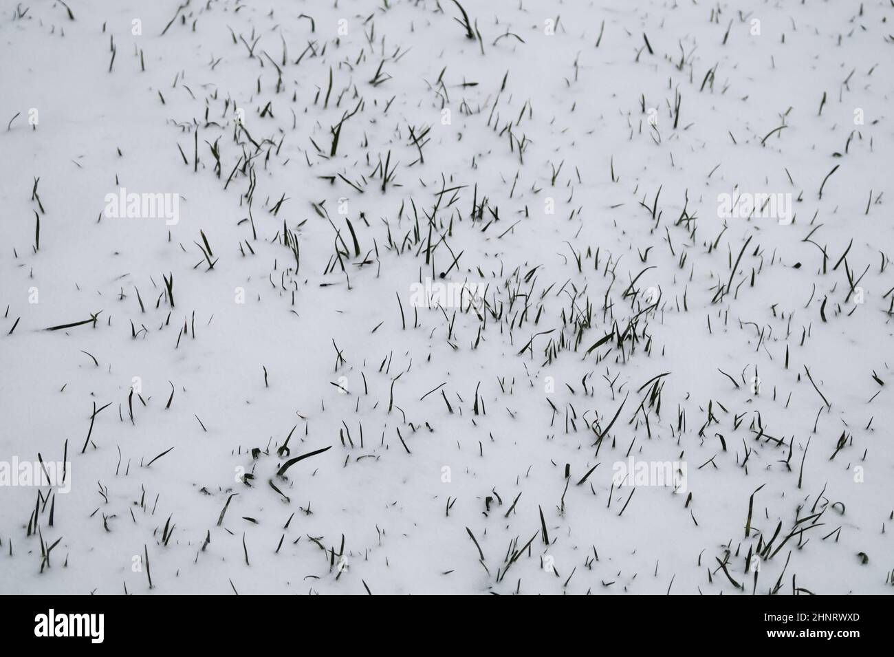 Green grass under the snow. lawn covered with snow background. snow and ...