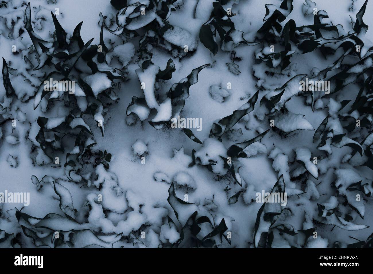 Green grass under the snow. lawn covered with snow background. snow and ...