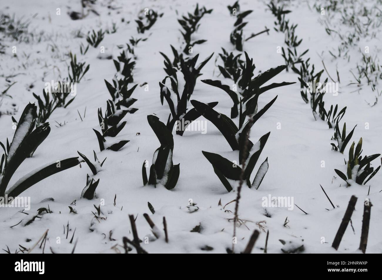 Green grass under the snow. grass covered with snow background Stock ...