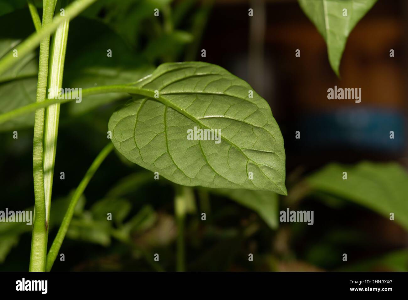 Paprika plant leaf close up. sweet pepper growth. organic growing Stock ...