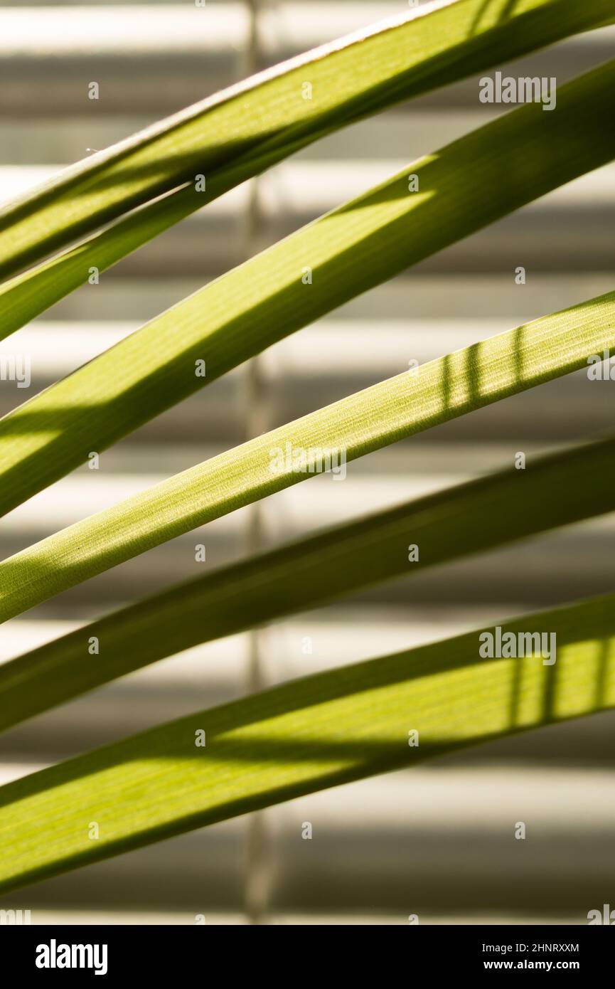 Grass blades of a home plant close up background Stock Photo - Alamy