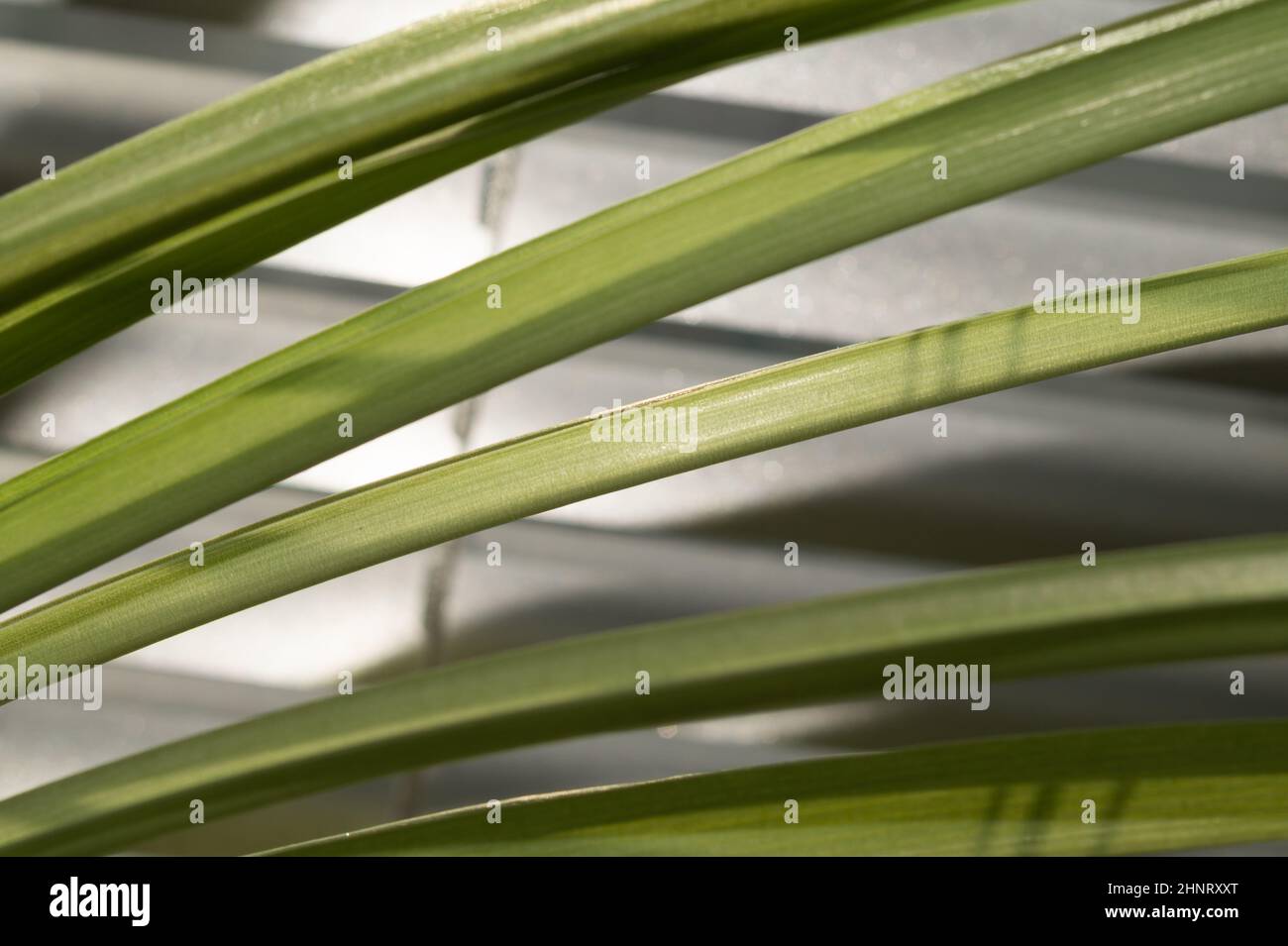 Grass blades of a home plant close up background Stock Photo - Alamy