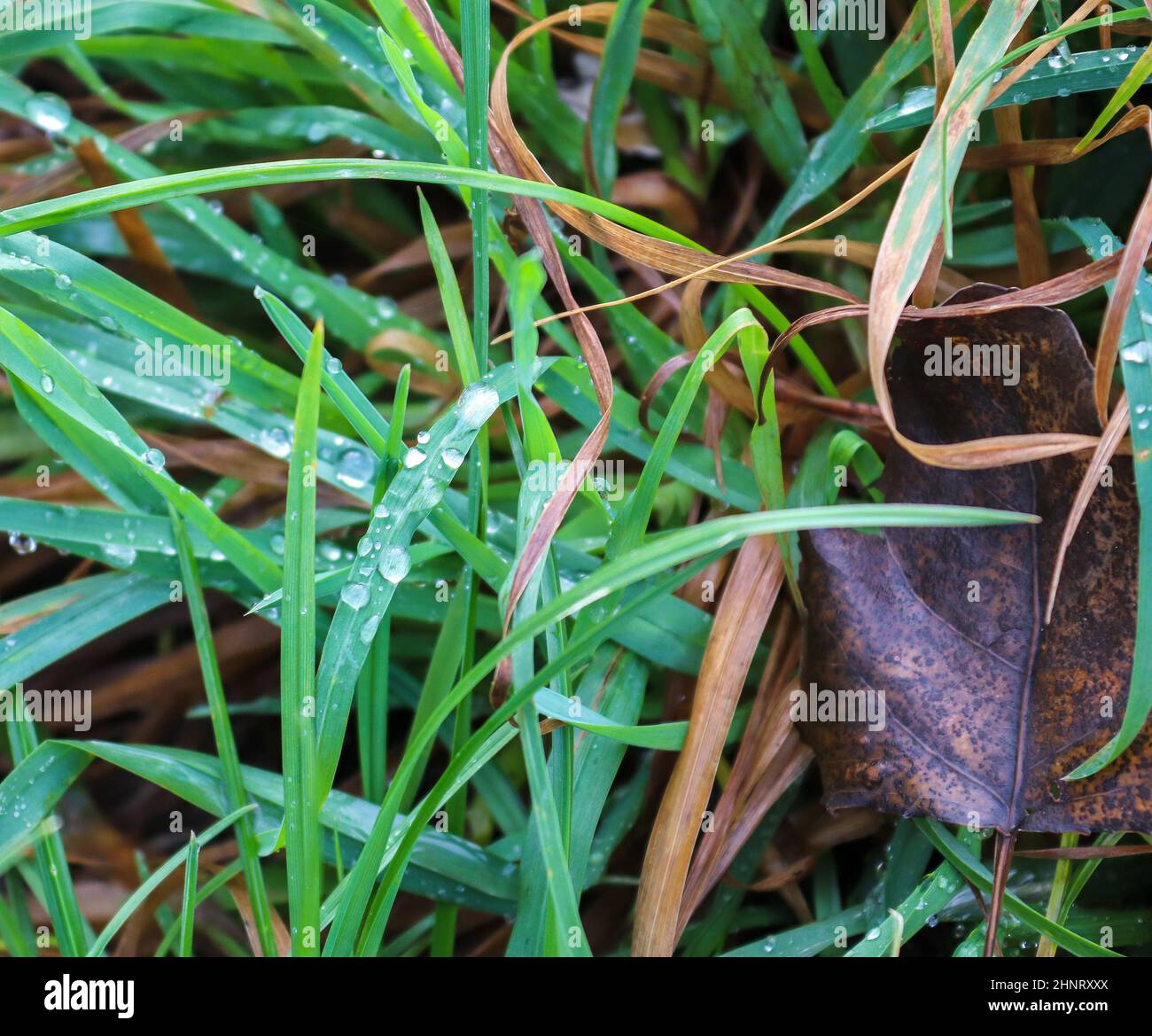 Fresh rain drops in close up view on green grass and plants Stock Photo ...