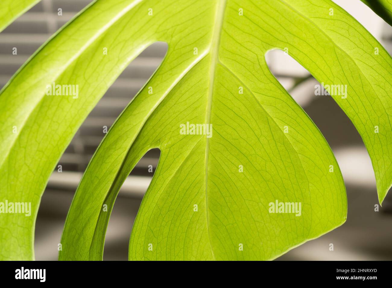 Monstera leaf close up. home plant. botanical background Stock Photo ...