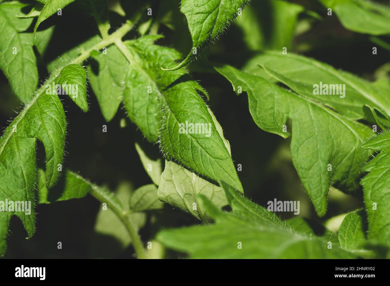 Tomato plant leaves. food growth. organic growing background Stock ...