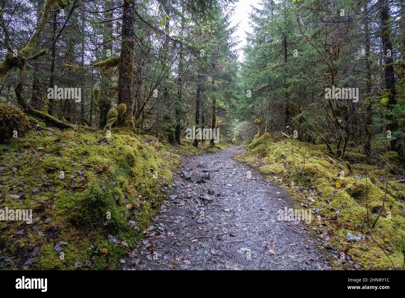 Narrow path in the forest in Alaska Stock Photo - Alamy