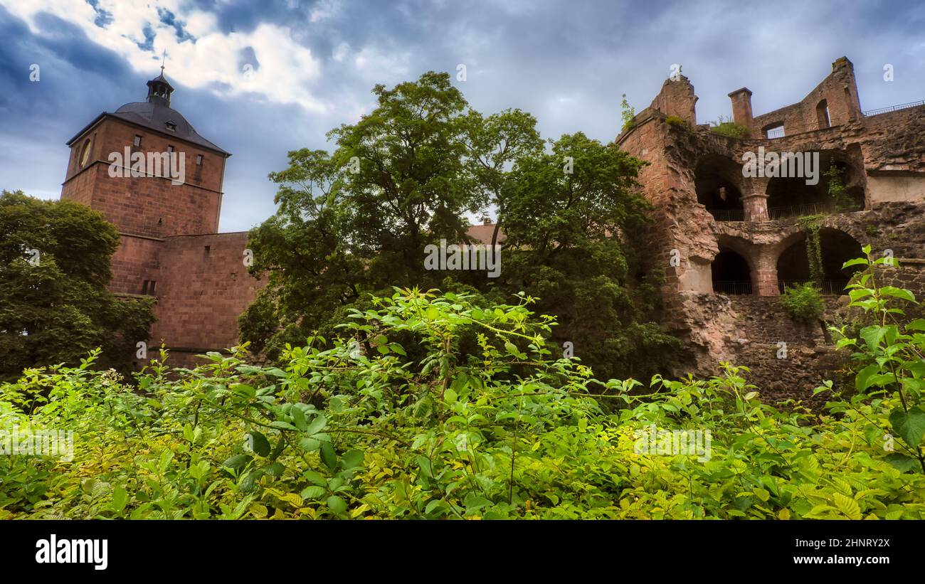 Ruins of an old historic Heidelberg castle amid dense greenery on a ...