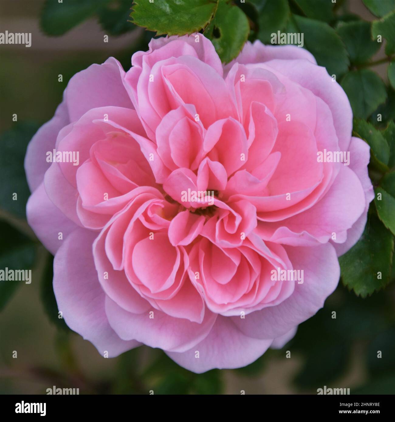 a pastel pink Rose Stock Photo - Alamy