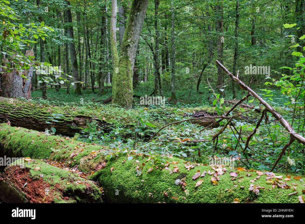 Autumnal deciduous tree stand with hornbeams and broken tree in ...