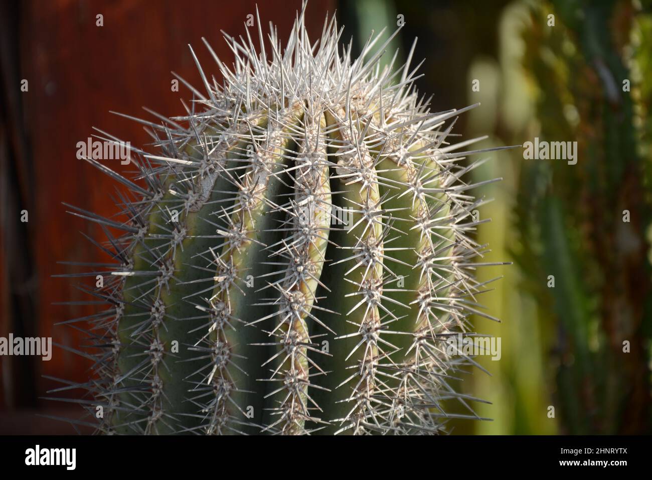 Blue barrel cactus hi-res stock photography and images - Alamy