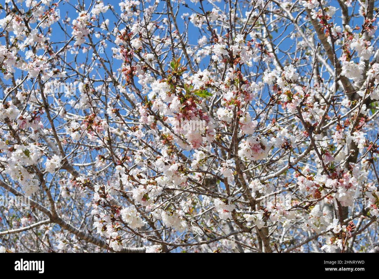 Blossoming almond tree in Israel Stock Photo - Alamy