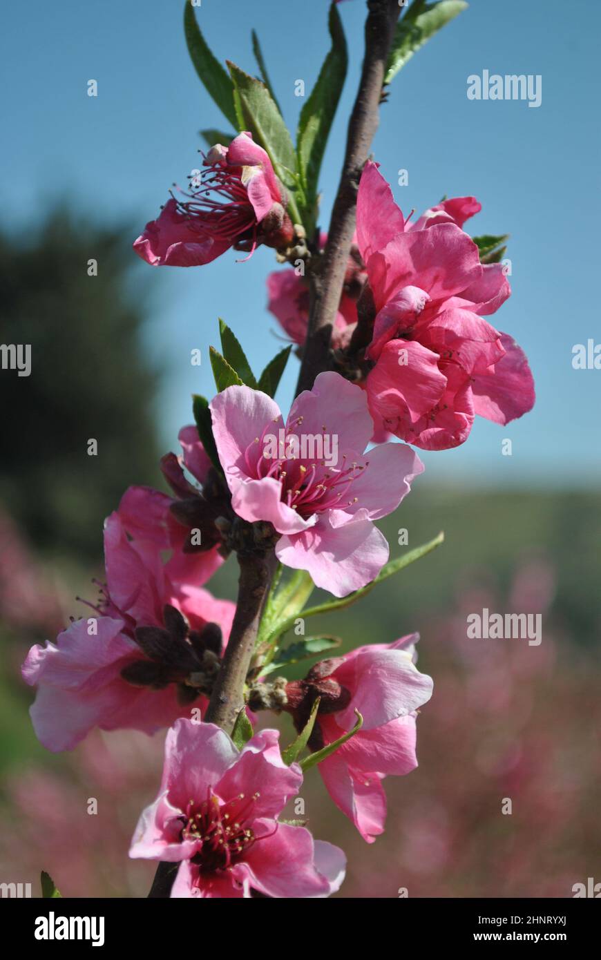Blossoming almond tree in Israel Stock Photo - Alamy