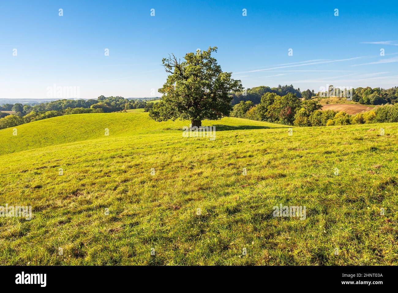 Landscape with paddock and trees near Hohen Demzin, Germany Stock Photo ...