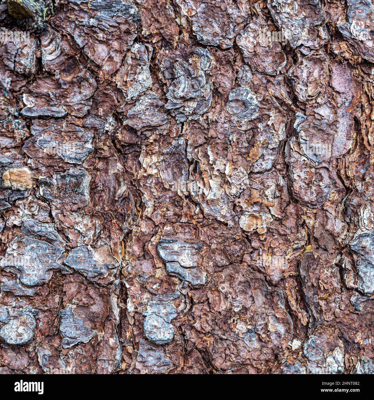 alpine tree bark background, ideal for textures Stock Photo - Alamy
