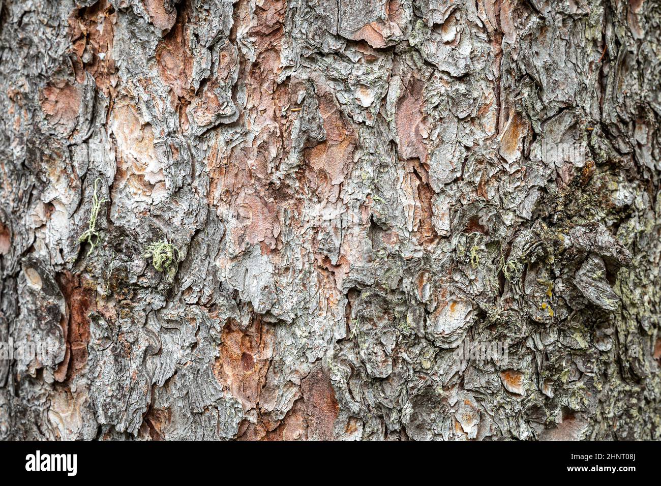 alpine tree bark background, ideal for textures Stock Photo - Alamy