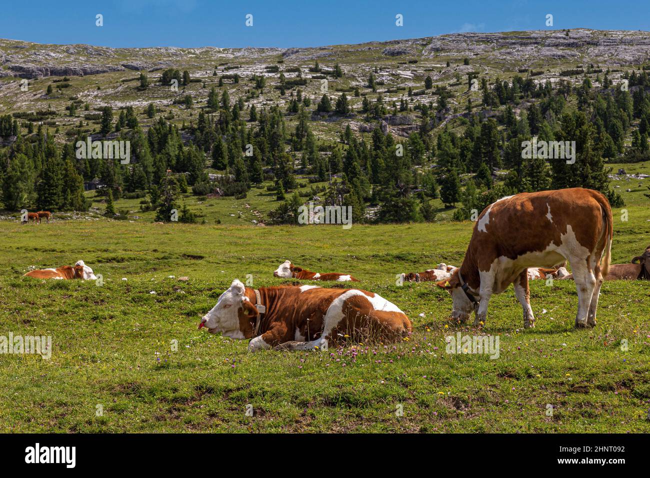 Dairy cattle photographed in the mountain pastures of the Italian Alps ...