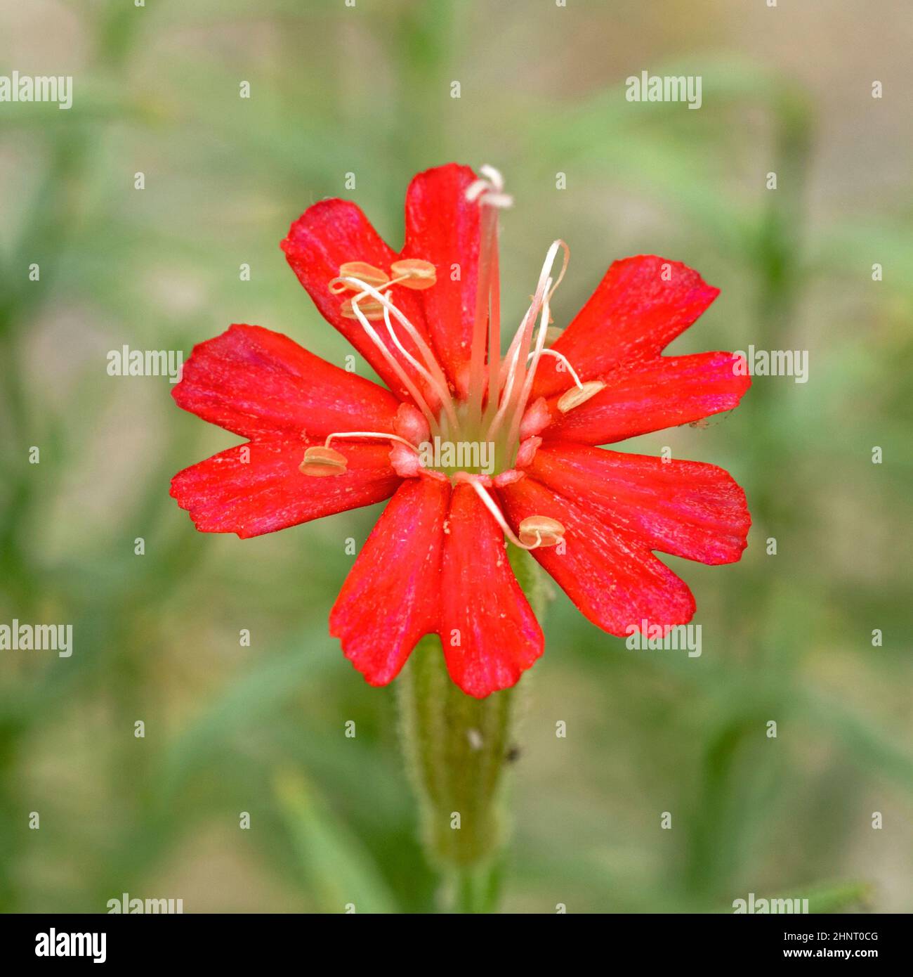 Closeup of a pretty little red flower of Silene plankii known as Planks ...