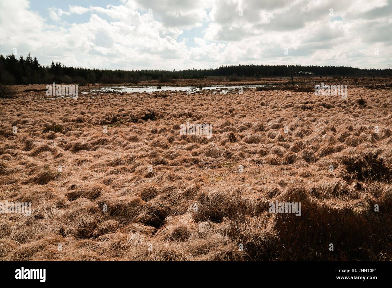 The High Fens, Hoge Venen, Belgium, Signal Van Botrange Stock Photo - Alamy