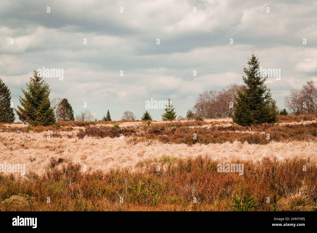 The High Fens, Hoge Venen, Belgium, Signal Van Botrange Stock Photo - Alamy