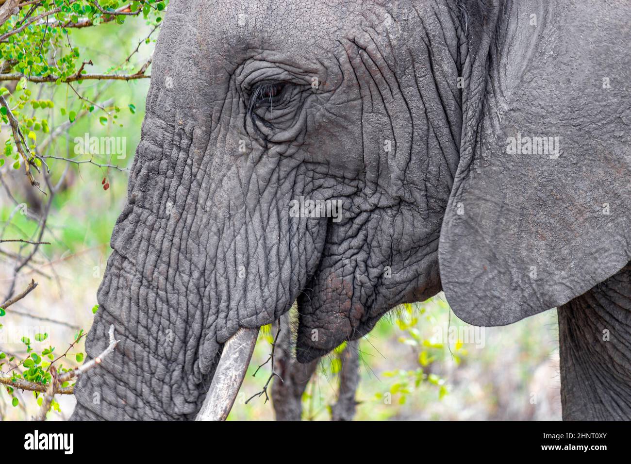 Big FIVE African elephant in the green nature on safari in Kruger ...