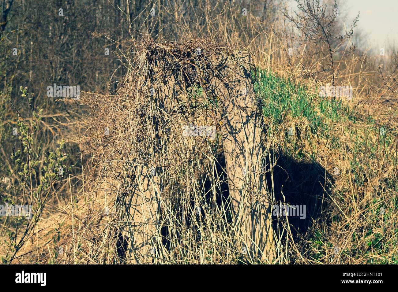 Overgrown ruins in the forest. old abandoned construction. rural ...
