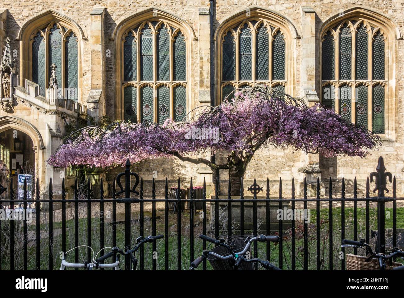 Cambridge university tree hi-res stock photography and images - Alamy