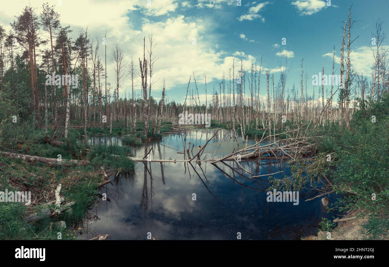 Flooded forest. trunks of birch trees in water. overgrown woodland ...