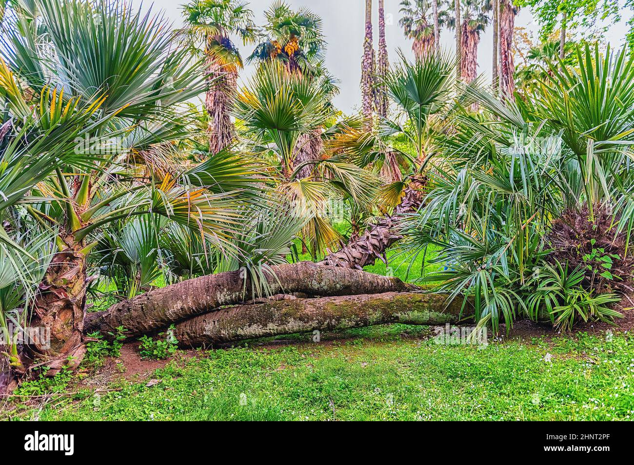 Beautiful palm trees inside a public garden in Rome, Italy Stock Photo ...