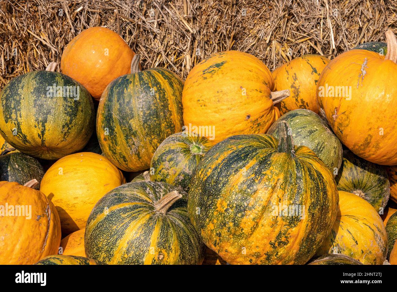 A large collection of oil (Cucurbita) pumpkins Olga at the market on a ...