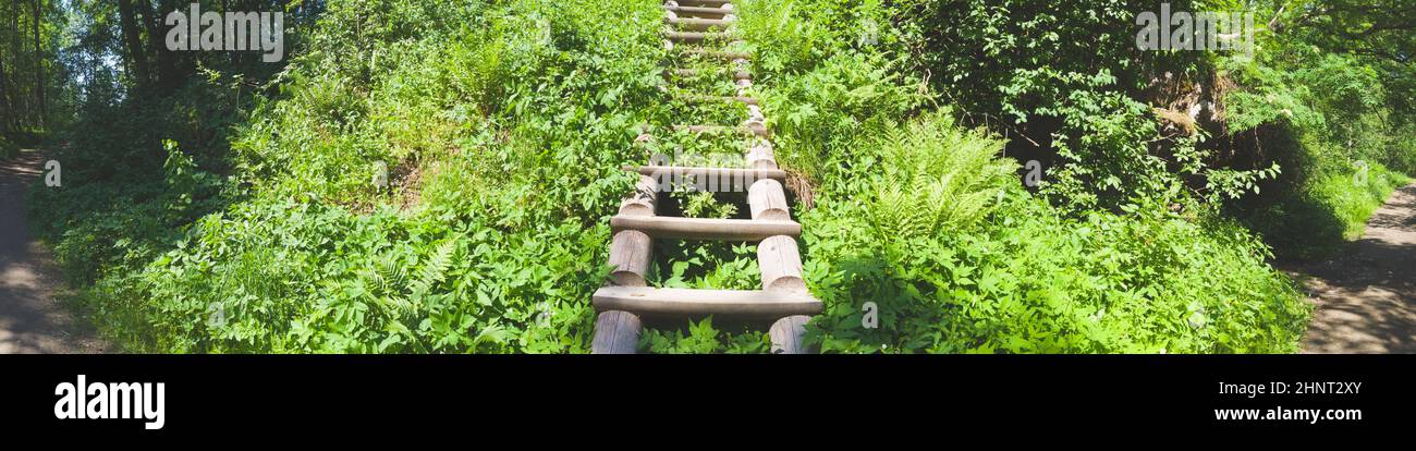 Wooden staircase in dense foliage. overgrown ladder made of wood ...