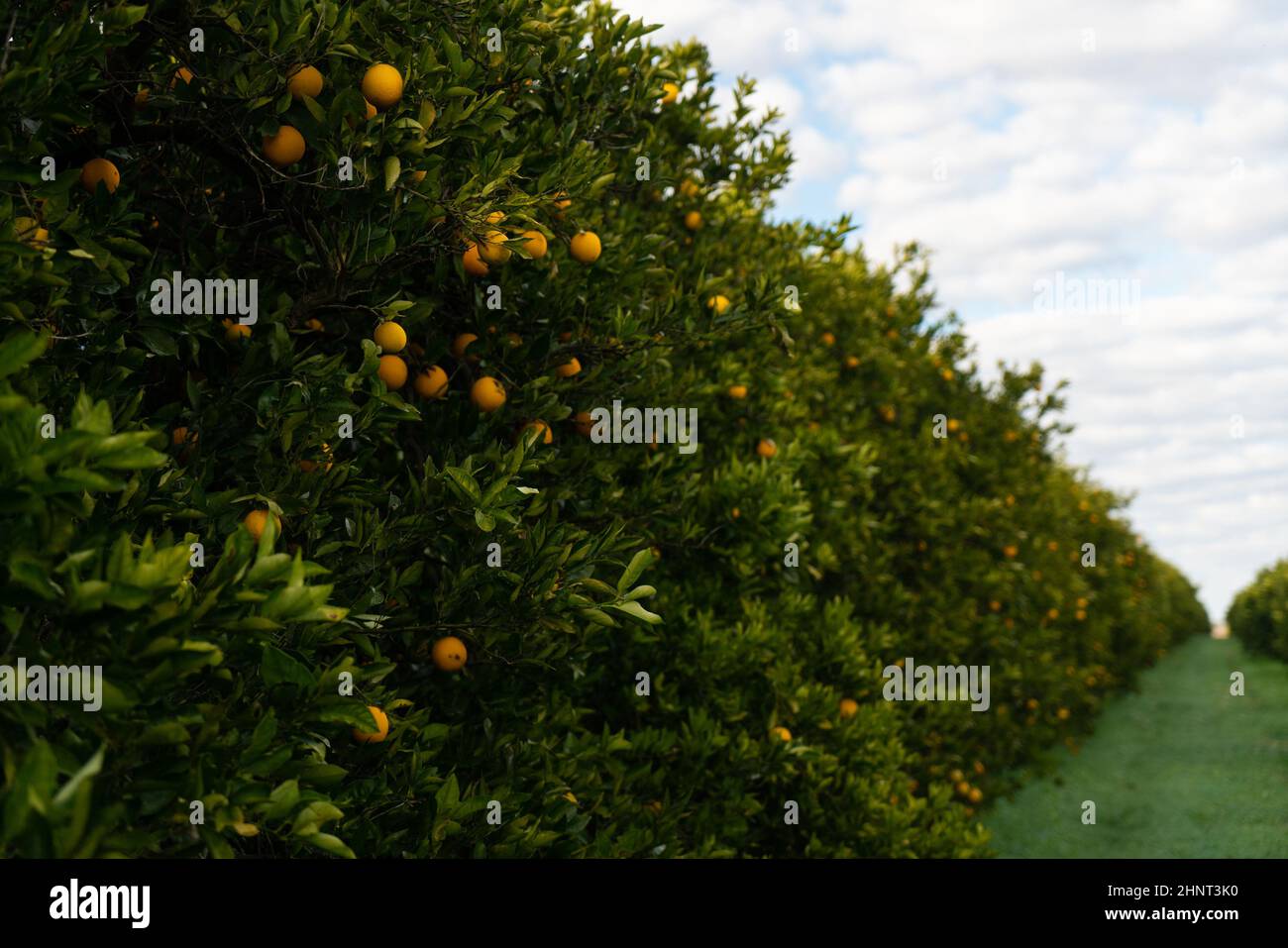 Orange orchard hi-res stock photography and images - Alamy