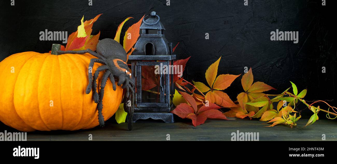 Halloween panorama with creepy spider crawling on a pumpkin and ...