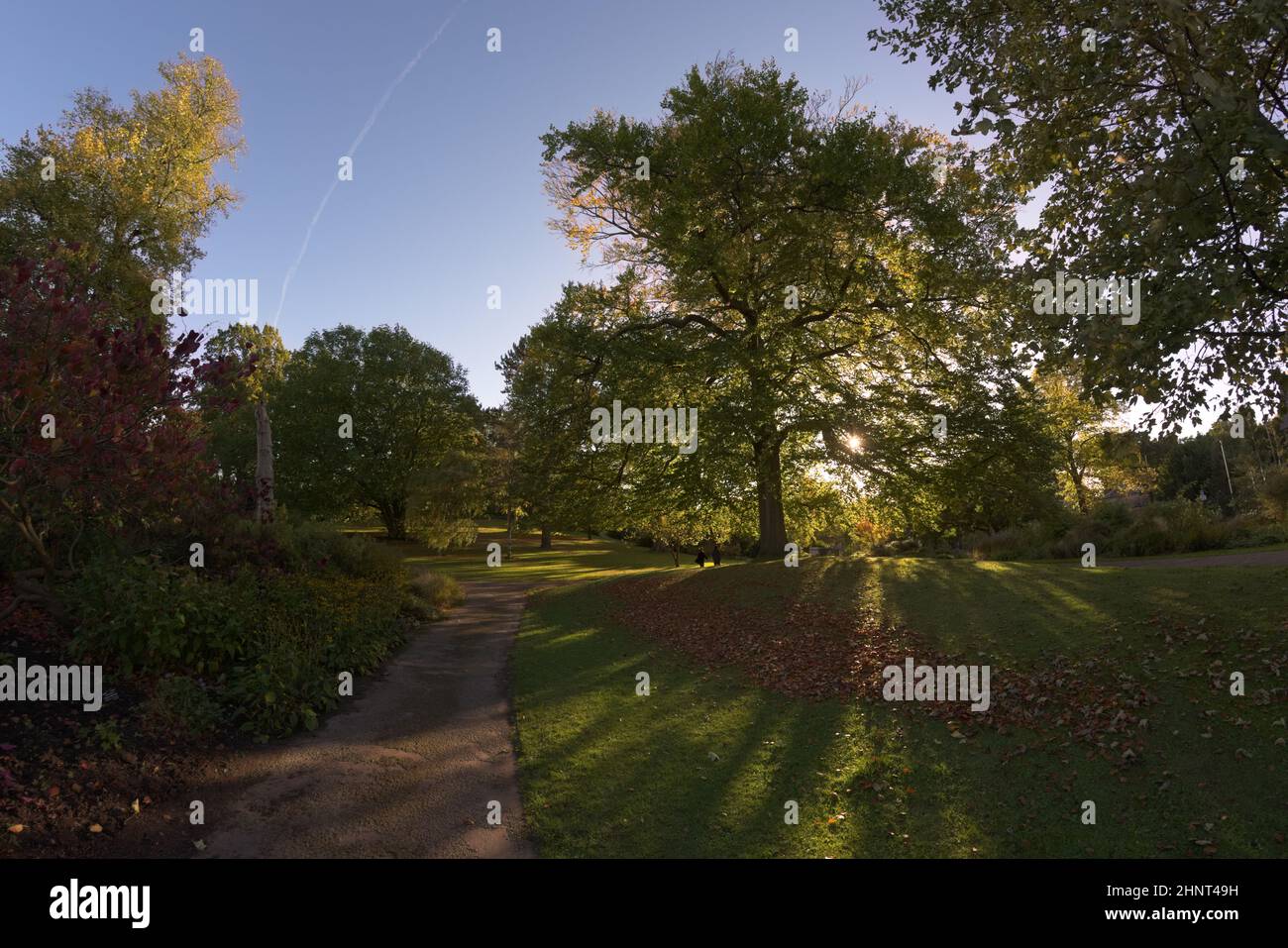 Deciduous tree hi-res stock photography and images - Alamy