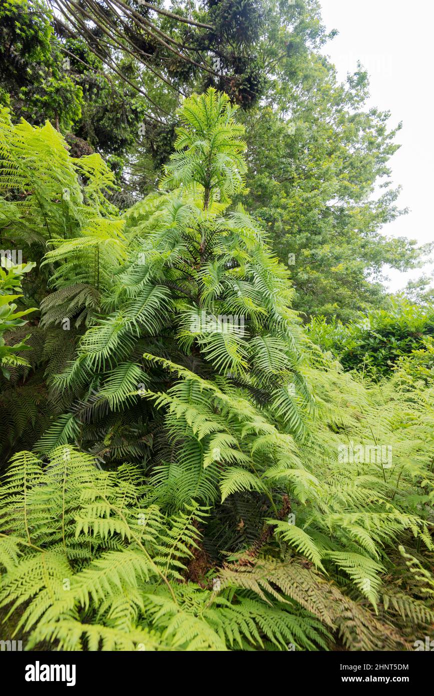 Growing in an almost perfect environment, this Wollemi Pine (Wollemia ...