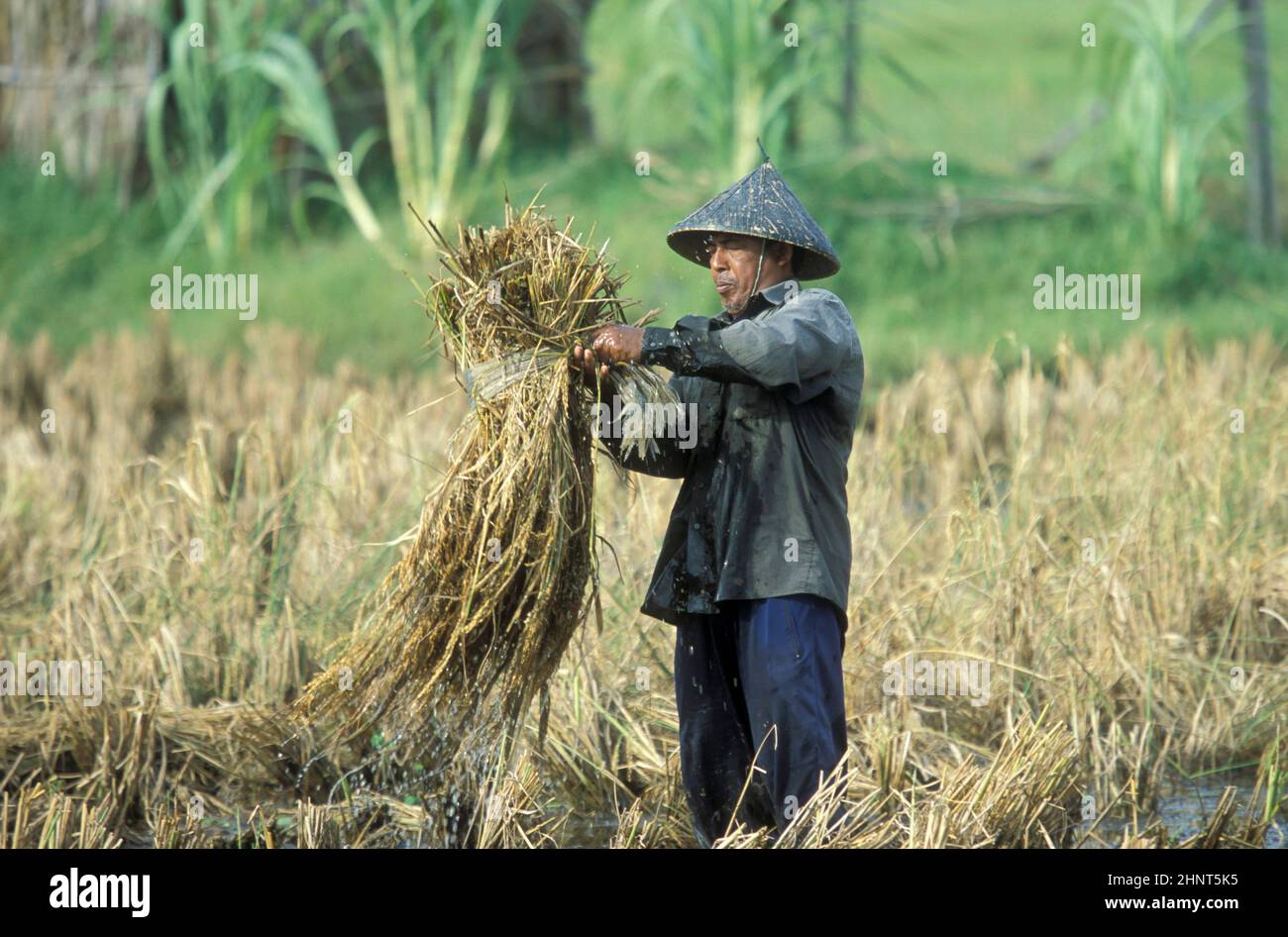 Malaysia rice field hi-res stock photography and images - Alamy