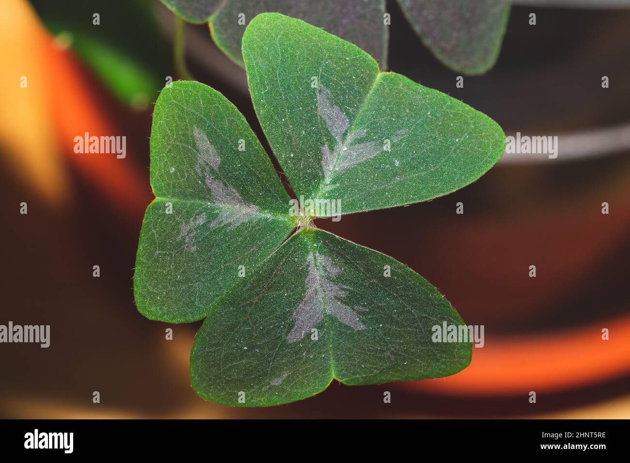 Green leaves of houseplant close up. nature background with home plants ...