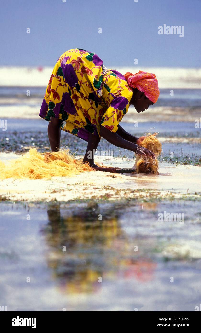 Coconut fiber production hi-res stock photography and images - Alamy