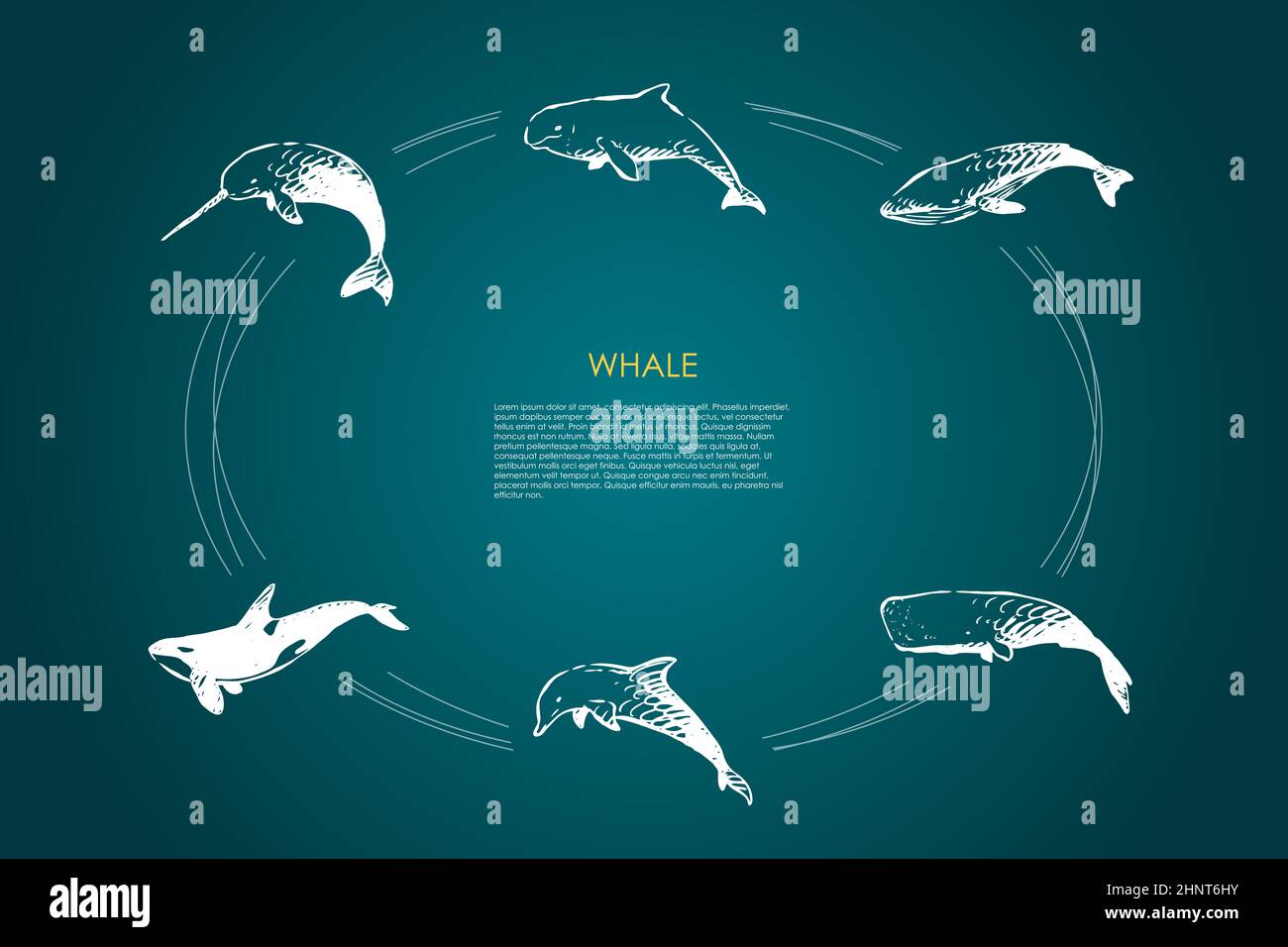 Whale Life Cycle