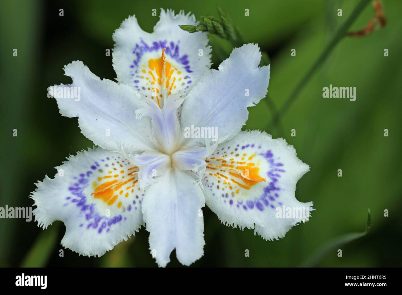 White fringed Japanese iris, Iris japonica of unknown variety, flower ...